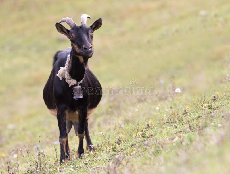 Brown goat with bell stock photo. Image of face, goatling - 163959264