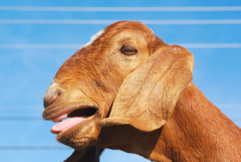 Brown Goat Bleating on Blue Sky Stock Image - Image of bleating, meadow ...