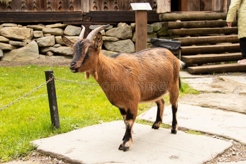 Brown Goat in the Carpathians in Ukraine, Ruminant Stock Photo - Image ...