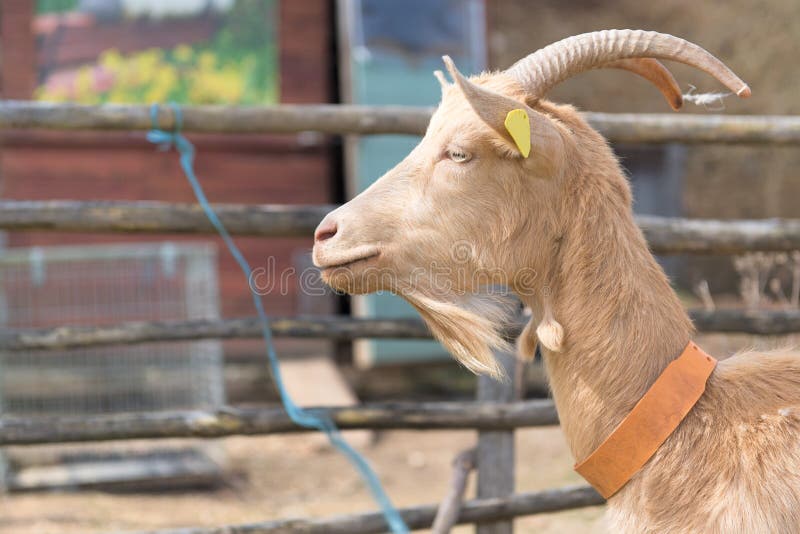 Brown goat stock image. Image of cuntryside, goat, hairy - 115040579