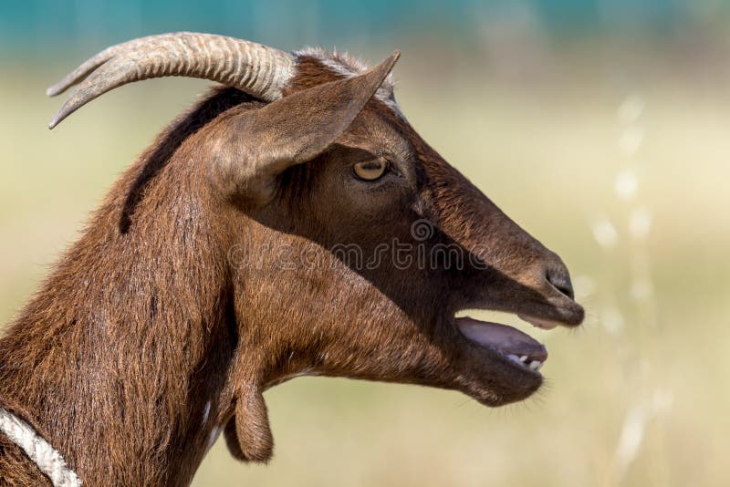 Brown goat stock image. Image of ears, natural, farm - 208506903