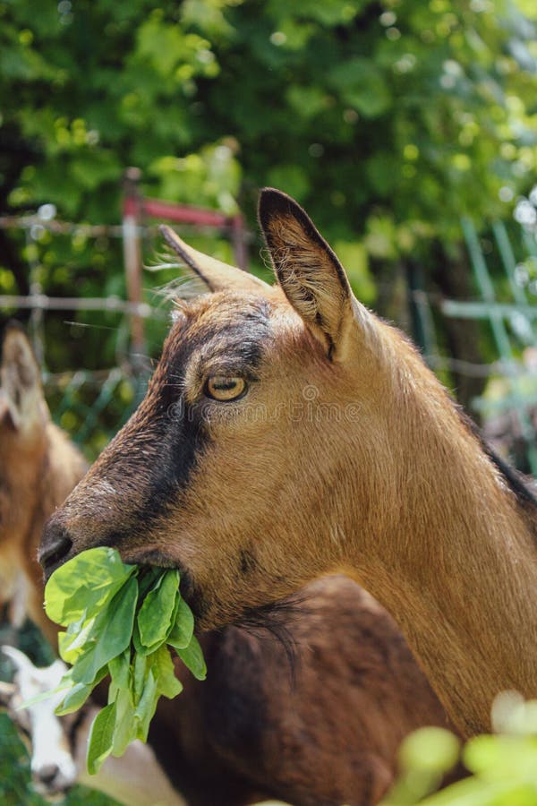 Brown goat eating herbs stock photo. Image of wildlife - 262998174