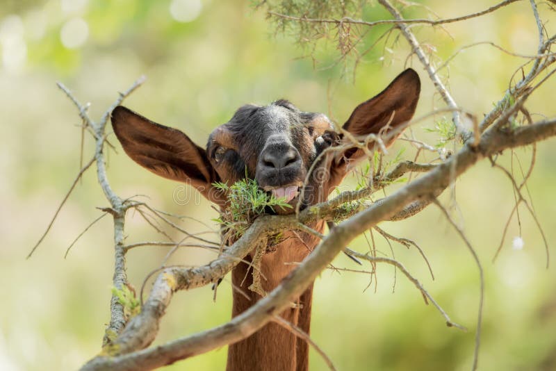 A Brown Goat is Eating Leaves from a Branch Stock Photo - Image of ...