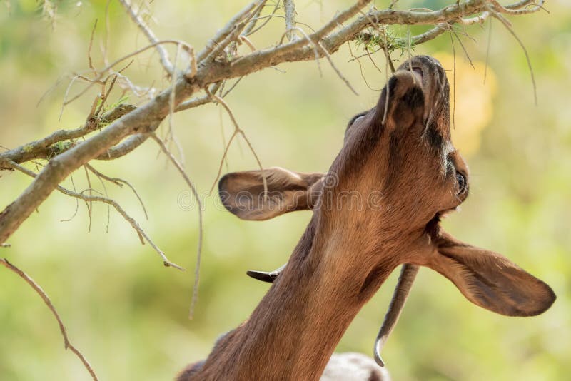 A Brown Goat is Eating Leaves from a Branch Stock Image - Image of jump ...