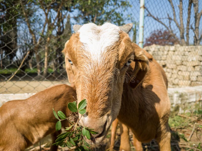 Brown Goat Eating Leaves in the Day Light. Stock Image - Image of rural ...