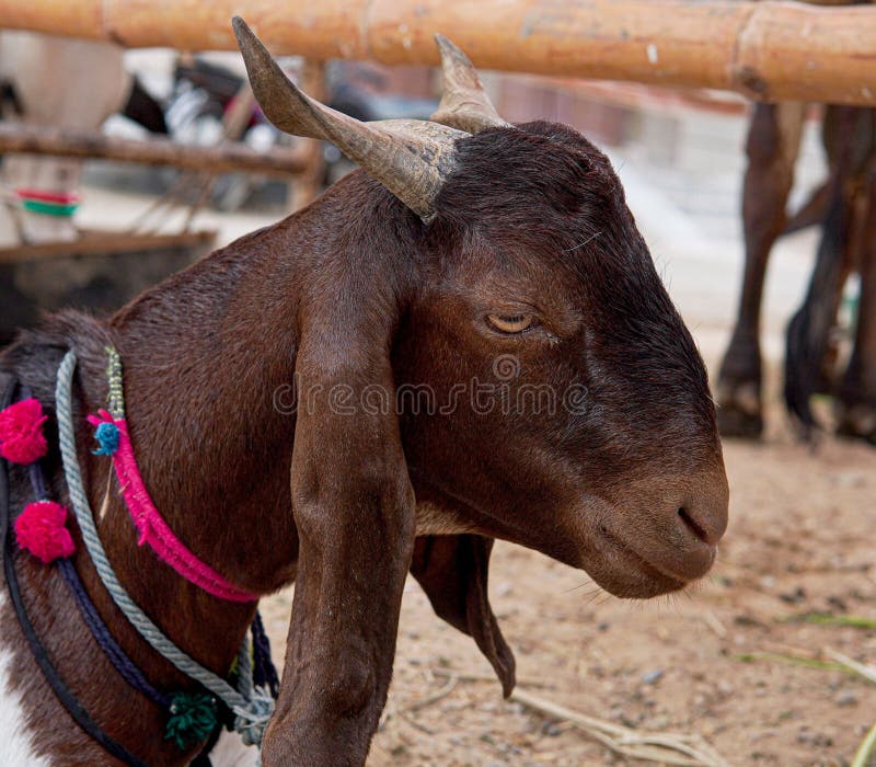 Brown Goat on a Farm in the Village Stock Image - Image of close ...