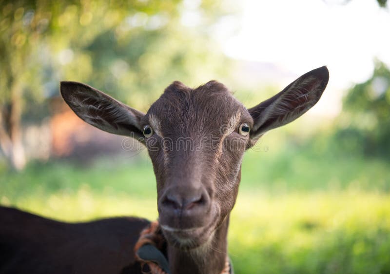 Goat in the Garden, Goatin the Nature Habitat Stock Photo - Image of ...