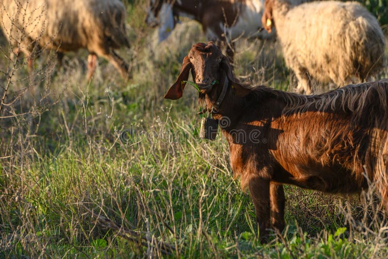 Brown Goat Grazing with a Flock of Sheep 1 Stock Photo - Image of ...