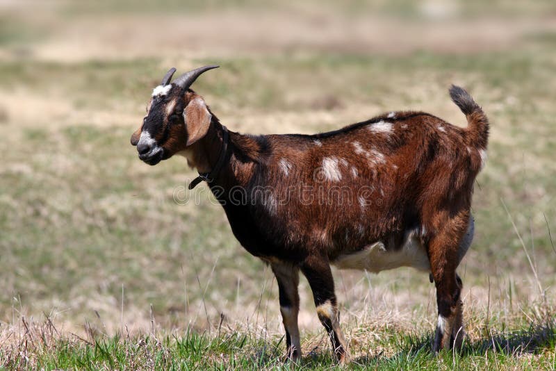 Brown Goat stock image. Image of livestock, cute, goat - 30800909