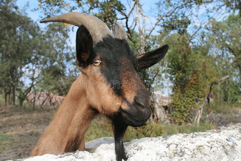 The Brown Goat Has Horns and is Leaning Against the Fence Stock Image ...