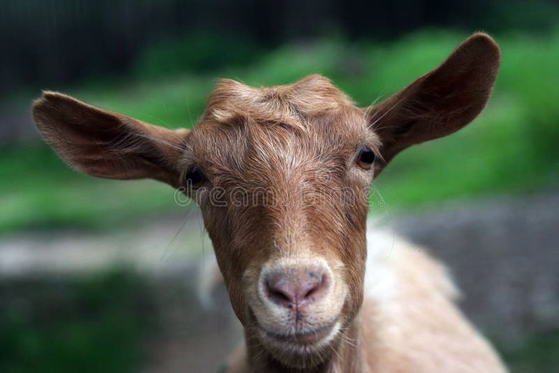 Brown goat head stock photo. Image of goat, health, herbivorous - 3303782