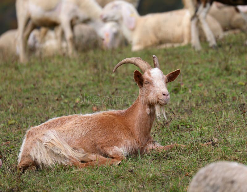 Brown Goat with Horns and a Beard Lying on the Meadow among a Flock of ...