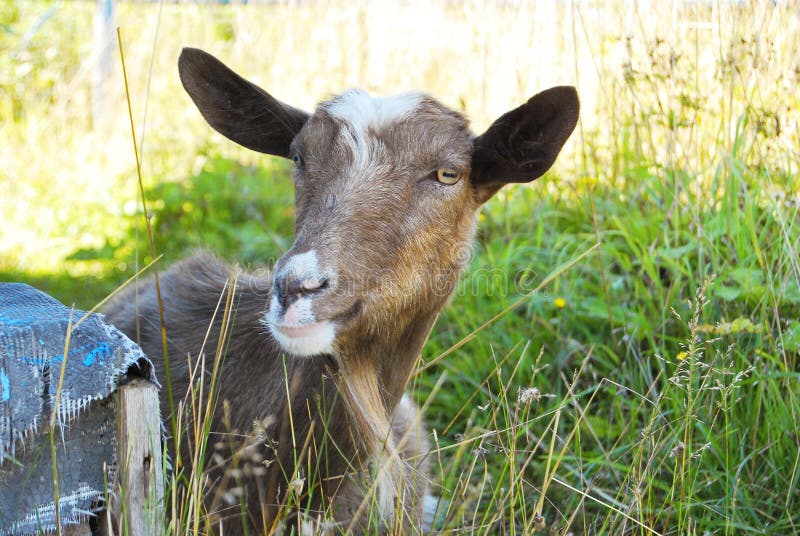 Hornless brown goat stock image. Image of beard, domestic - 10662969