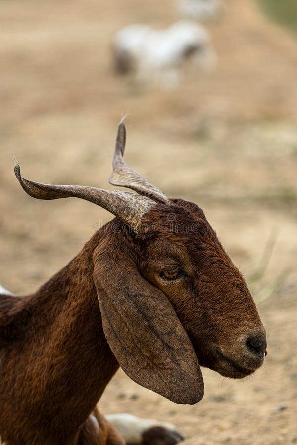 A Brown Goat with Horns is Looking at the Camera Stock Image - Image of ...
