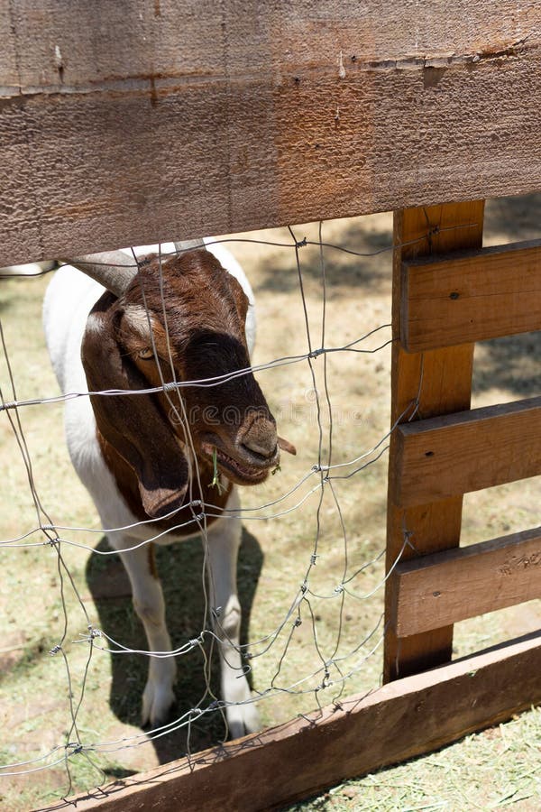 Brown Goat Inside a Farm Being Fed, Farm Concept Stock Photo - Image of ...