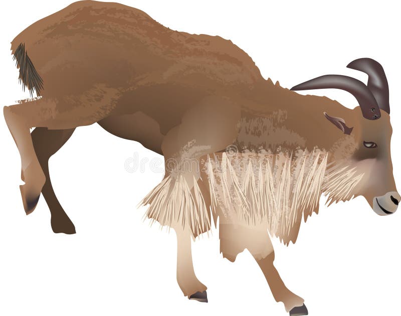 Buck Goat Stock Illustrations – 481 Buck Goat Stock Illustrations ...