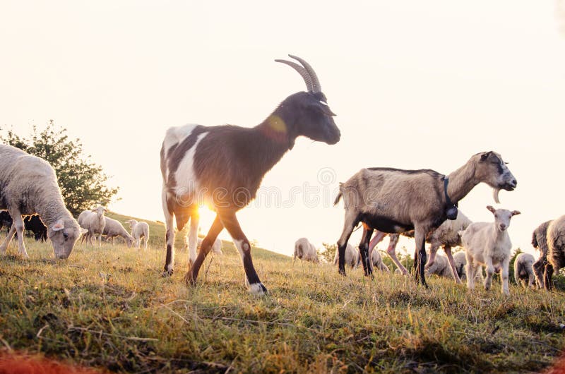 Brown Goat on Pasture in Field in Sunset Light Stock Image - Image of ...