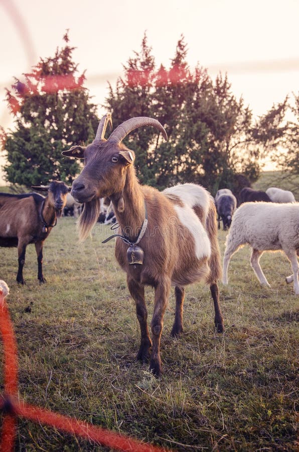 Brown Goat on Pasture in Field in Sunset Light Stock Image - Image of ...