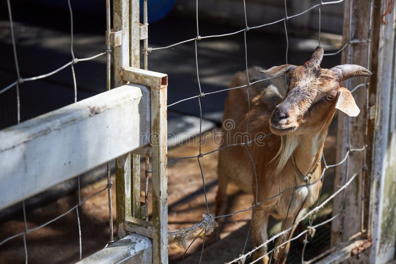 Goat Escaping Stock Photos - Free & Royalty-Free Stock Photos from ...