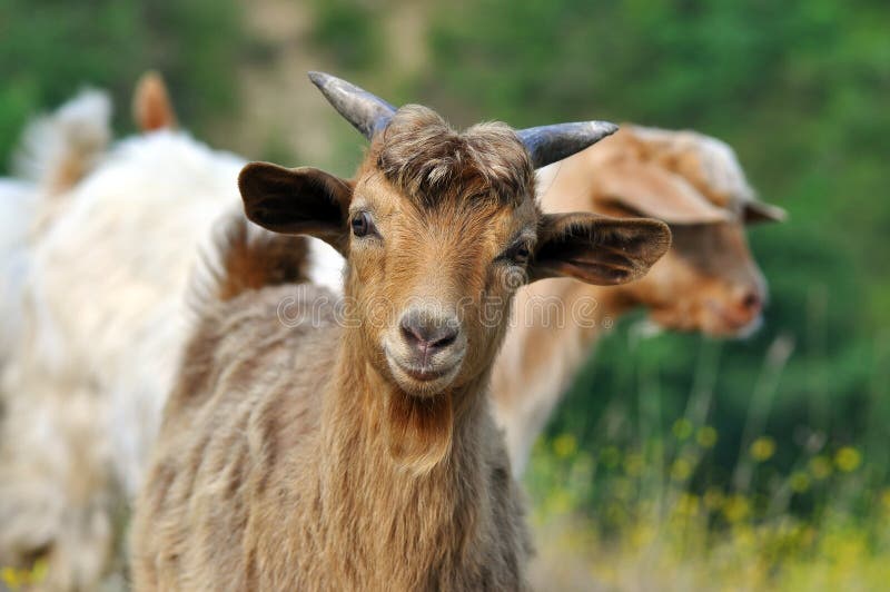 Brown goat stock image. Image of nature, field, farm - 34466943