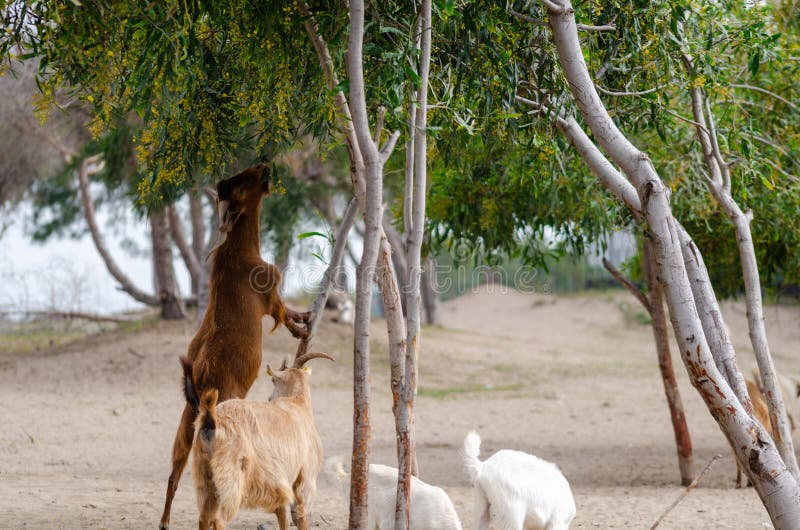 Brown Goat is Reaching To a Tree and it is Eating Leaves Stock Photo ...