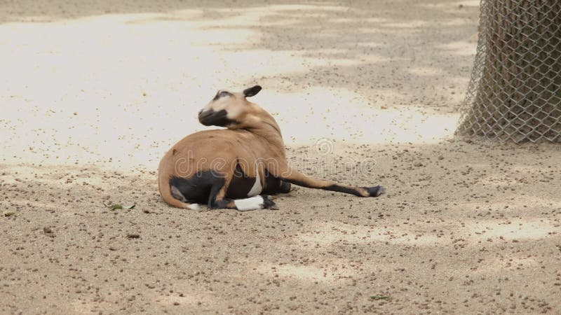 Goat Scratching and Drinking Stock Footage - Video of nature, shadows ...