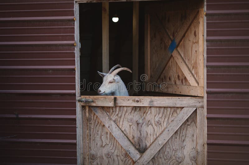 A Goat in a Brown Door on the Outside of a Building Stock Photo - Image ...