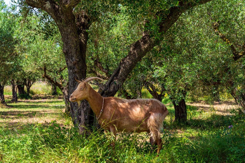 A Brown Goat Stands in the Shade Under Olive Trees, Zakynthos Stock ...