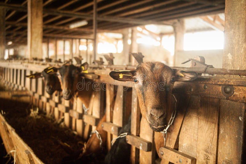 Goat Watching in Green Grass Stock Image - Image of outdoor, face ...