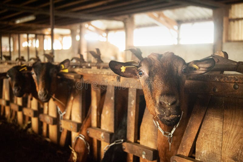 Goat Watching in Green Grass Stock Image - Image of outdoor, face ...