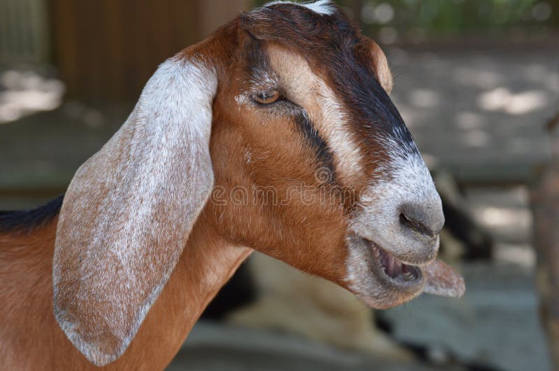 Cud Chewing Stock Images - Download 349 Royalty Free Photos