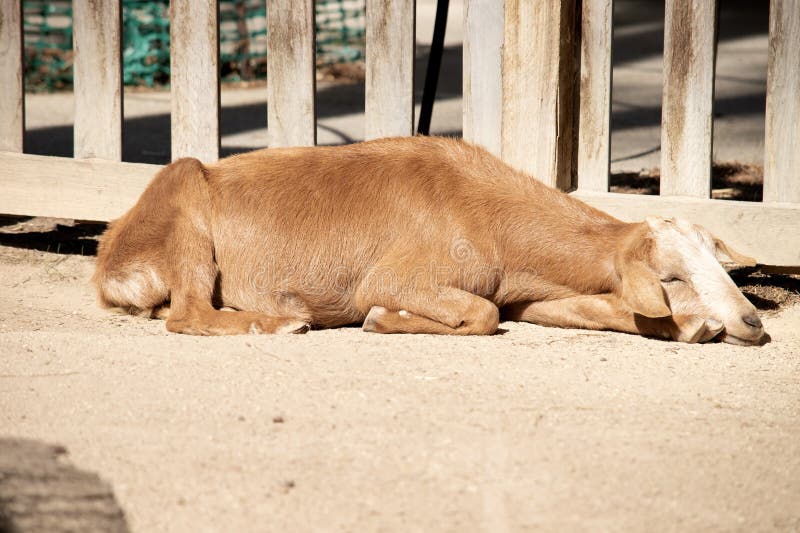 This is a Brown Goat with a White Face Stock Image - Image of nanny ...