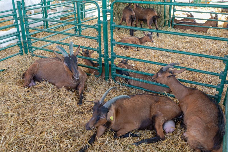 Brown Goats Farm stock photo. Image of agriculture, enclosure - 282417752