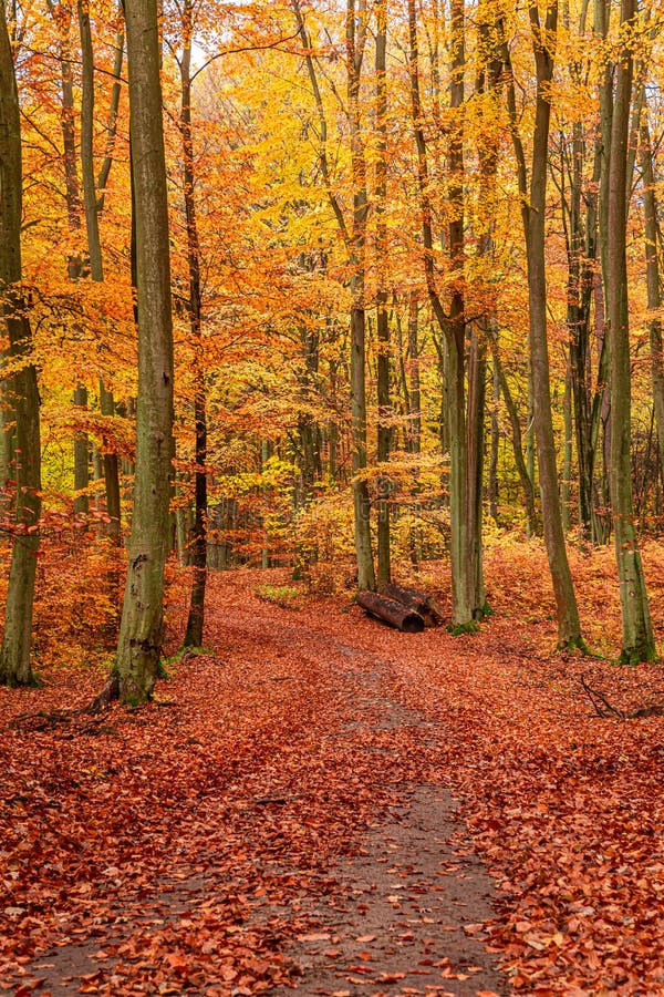 Brown and Golden Trees in Autumn Forest in Poland Stock Photo - Image ...