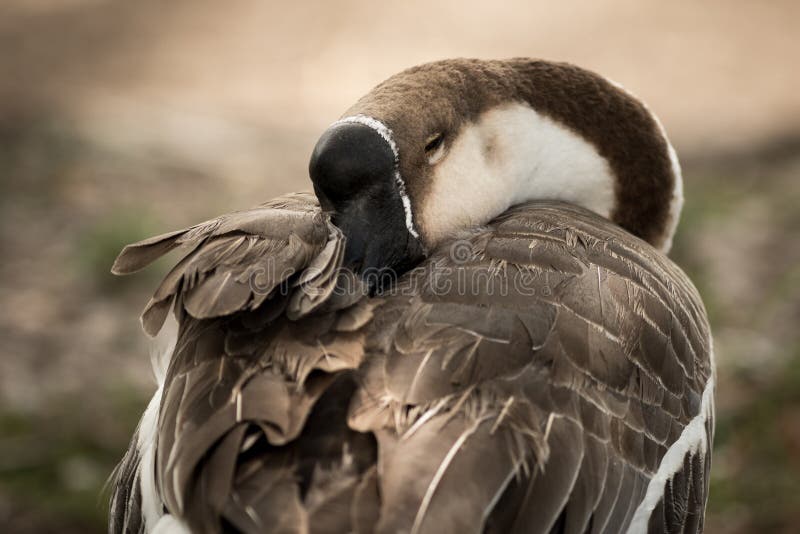 Brown goose stock photo. Image of adult, feather, light - 71369756