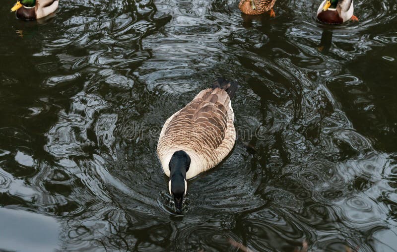 Brown goose drinking stock image. Image of goose, outdoors - 171205169