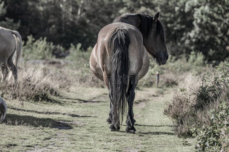 Brown Gorse with a Black Mane in a Field.. Stock Photo - Image of ...