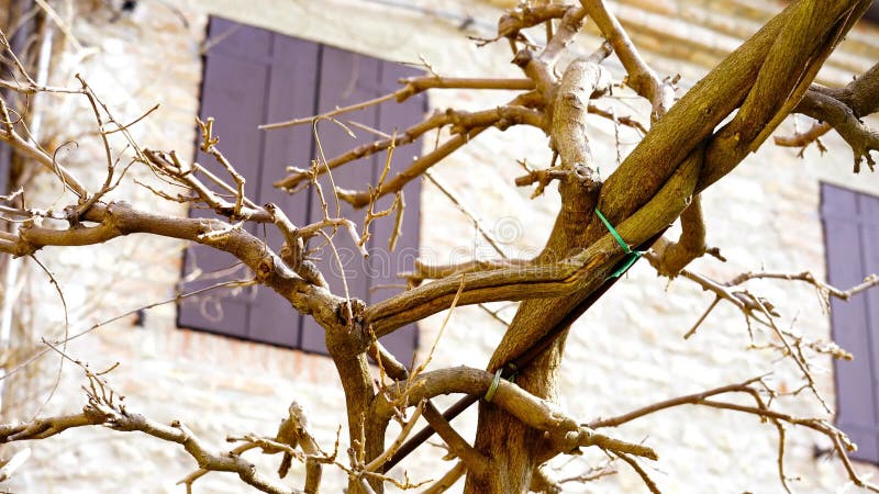 Brown Grapevine Thick Branches with Black Support at House Stock Video ...