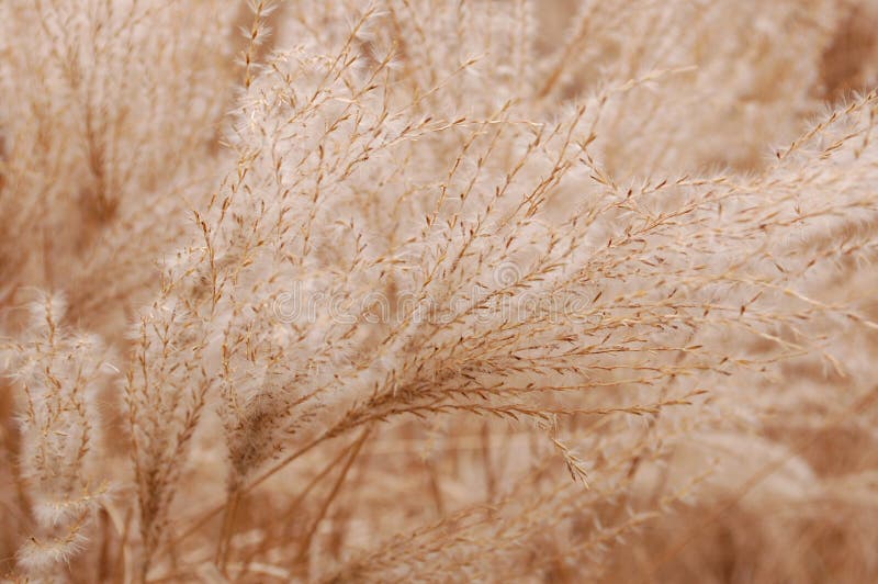 Brown grass stock photo. Image of park, close, natural - 12944224