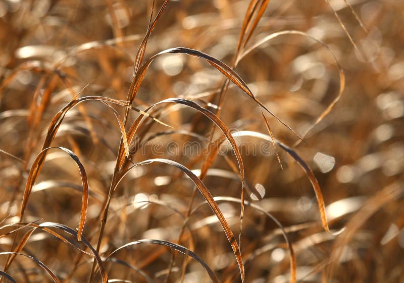 Brown Grass stock photo. Image of leaf, weeds, field, macro - 3809952