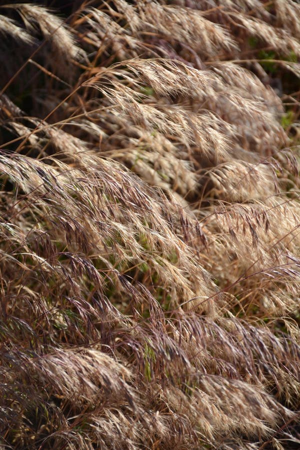 Brown grass stock image. Image of wind, long, drooping - 54045133