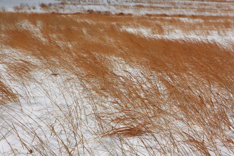 Brown Grass Field Covered with White Winter Snow Stock Image - Image of ...