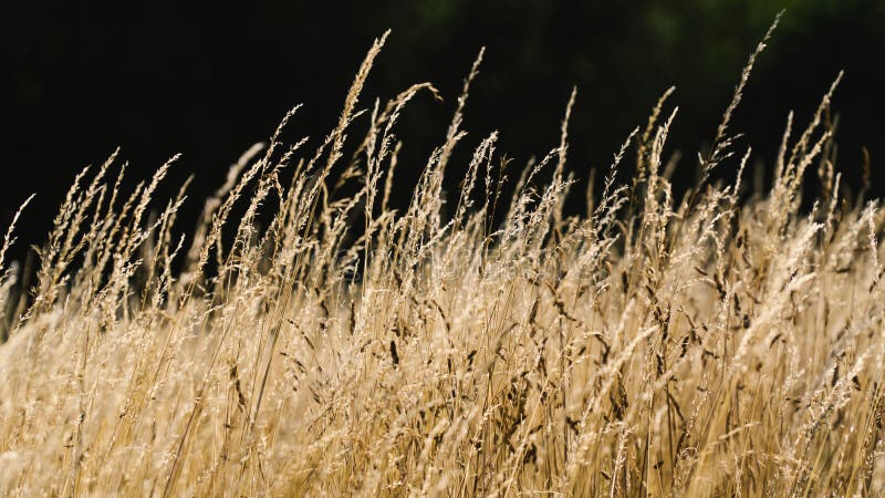 Brown Grass in the Field Getting Blown by the Wind Stock Photo - Image ...