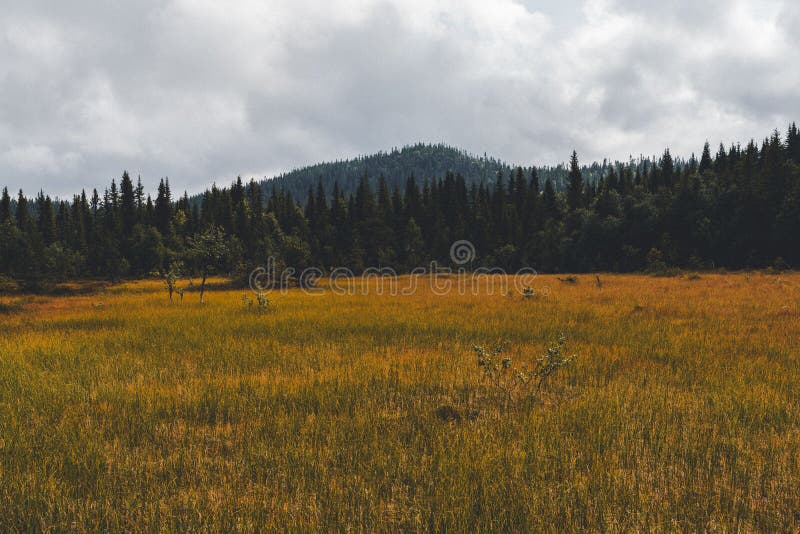 Brown Grass Field with Trees at Toten, Norway with Dramatic Sky on the ...
