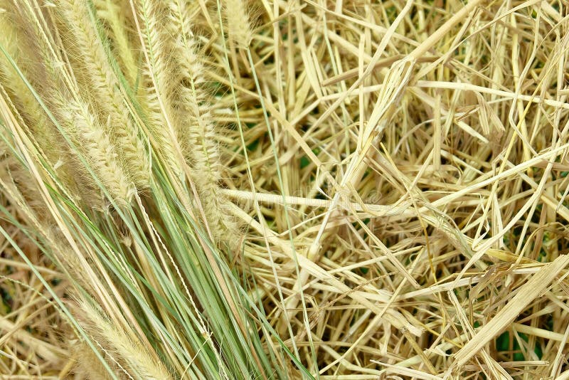 Brown Grass Flower Thatch Straw Stock Image - Image of wallpaper, straw ...