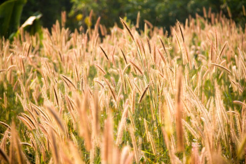 Grass in the garden stock photo. Image of countryside - 122780426