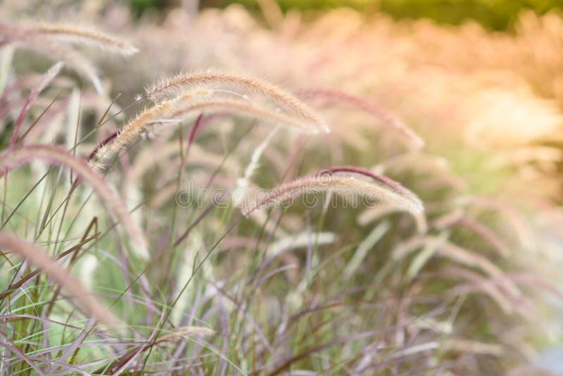 Brown Grass Roadsideis Stock Photos - Free & Royalty-Free Stock Photos ...