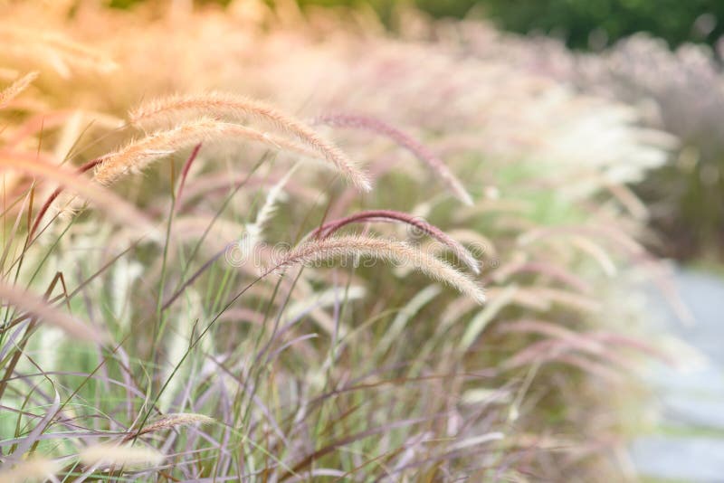 Brown Grass Roadsideis Stock Photos - Free & Royalty-Free Stock Photos ...