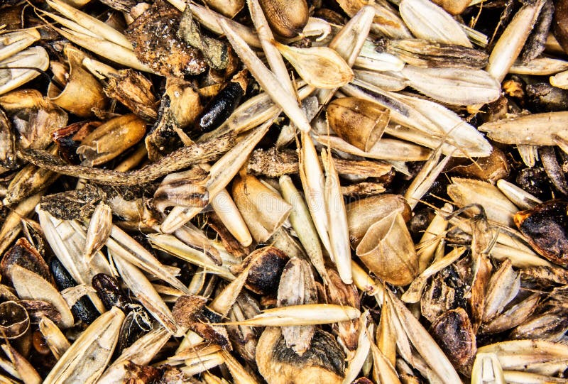 Grass Seeds with Wild Flowers Stock Photo - Image of wild, halme: 190734824