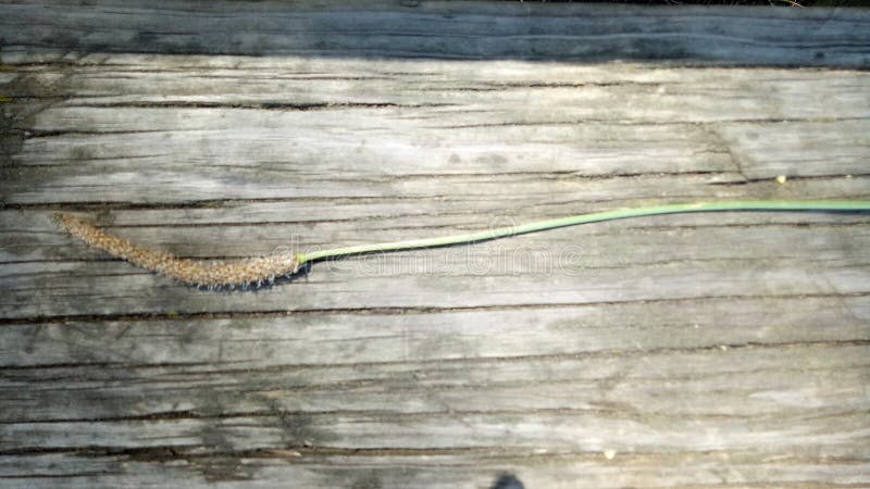 Brown Grass Twig on Wooden Plank Stock Photo - Image of plank, brown ...
